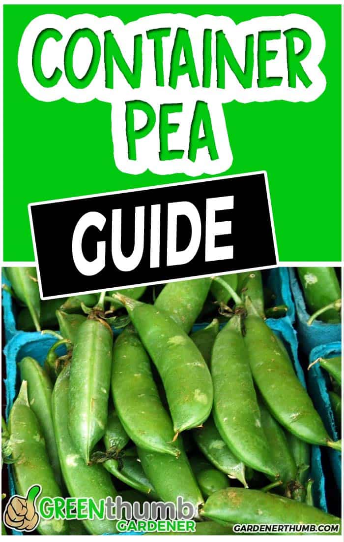Growing Peas in Containers | Step by Step Guide to Get it Right | Green ...