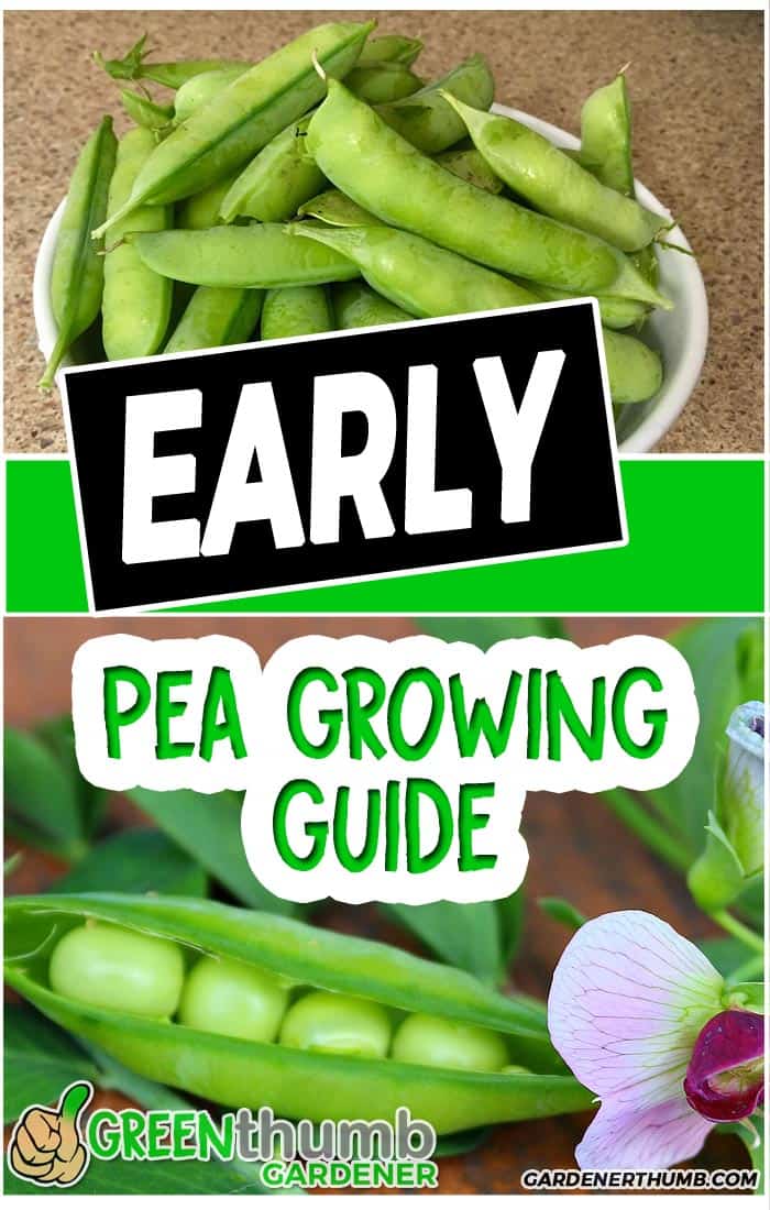 Growing Sweet Peas Indoors | Super Guide to Get you Growing | Green ...