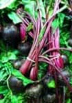Harvesting Beets | Proven ways to Get your Beets on your Plate | Green ...