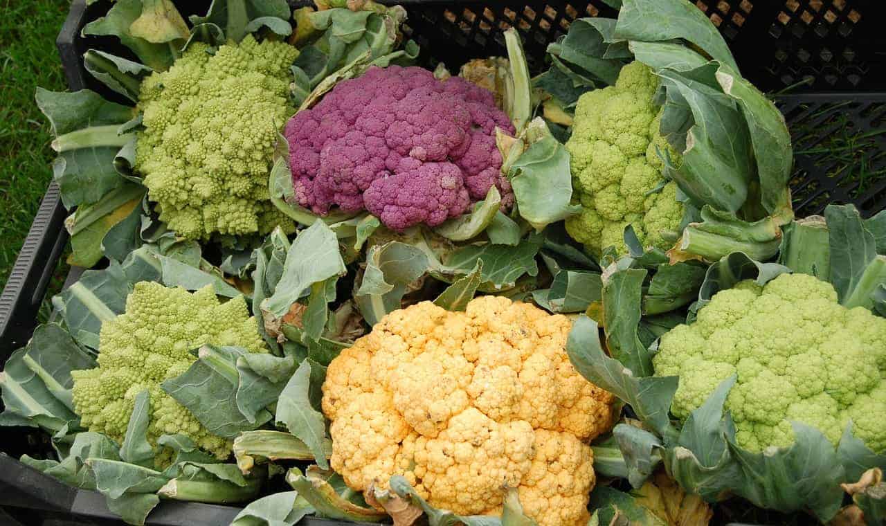 How To Grow Cauliflower | 7 Tips to Avoid the Small Curds | Green Thumb ...