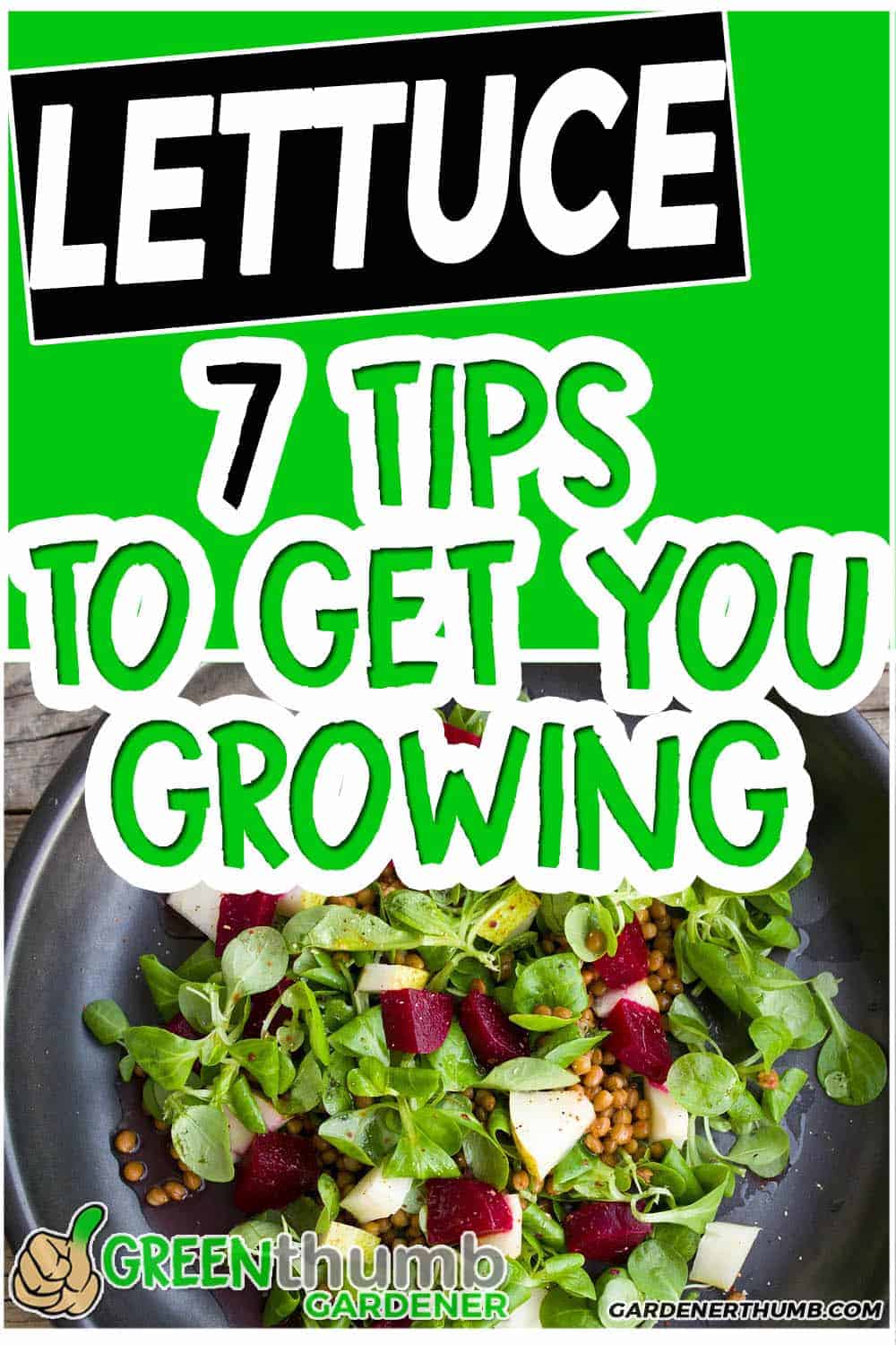 7 Tips on How to Grow Lettuce Like A Boss | Green Thumb Gardener