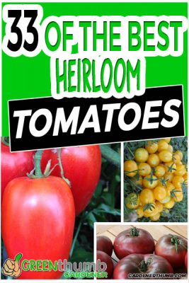 33 Best Heirloom Tomato Varieties | Heirloom Tomato Seeds Reviews ...
