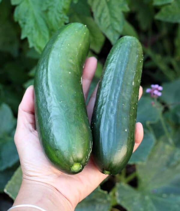 40 Best Cucumber Varieties You Want to Grow | Green Thumb Gardener