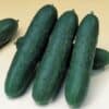 40 Best Cucumber Varieties You Want to Grow | Green Thumb Gardener
