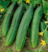 40 Best Cucumber Varieties You Want to Grow | Green Thumb Gardener