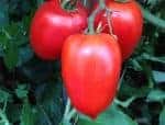 Top 33 Heirloom Tomato Varieties | Passing on the Heritage - Green ...