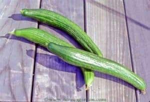 40 Best Cucumber Varieties You Want to Grow | Green Thumb Gardener