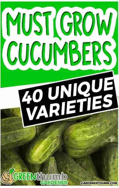 40 Best Cucumber Varieties You Want to Grow | Green Thumb Gardener