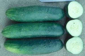 40 Best Cucumber Varieties You Want to Grow | Green Thumb Gardener