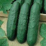 40 Best Cucumber Varieties You Want to Grow | Green Thumb Gardener