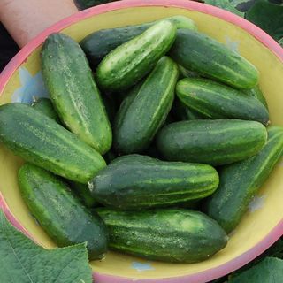 40 Best Cucumber Varieties You Want to Grow | Green Thumb Gardener