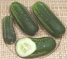 40 Best Cucumber Varieties You Want to Grow | Green Thumb Gardener