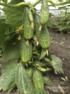40 Best Cucumber Varieties You Want to Grow | Green Thumb Gardener
