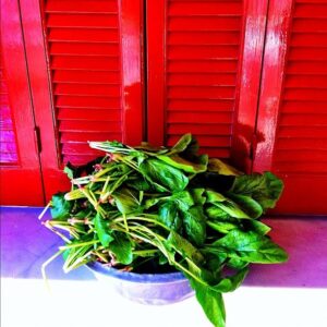 25 Spinach Varieties To Try In Your Garden | Green Thumb Gardener