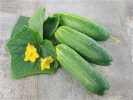 40 Best Cucumber Varieties You Want to Grow | Green Thumb Gardener
