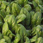 25 Spinach Varieties To Try In Your Garden Page 1 of 0 | Green Thumb ...