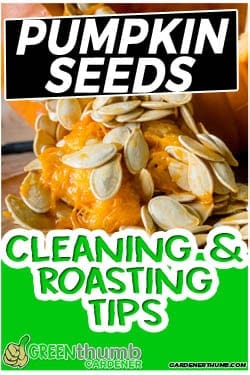 How to Separate Pumpkin Seeds from Strings | Green Thumb Gardener
