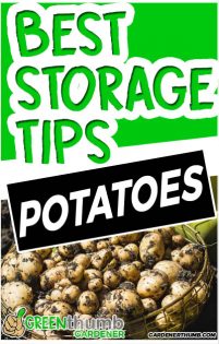 How Long Do Potatoes Last | Tips to Maximize Shelf Life | Green Thumb ...