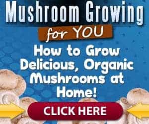 How To Growing Button Mushrooms Without a Kit | Green Thumb Gardener
