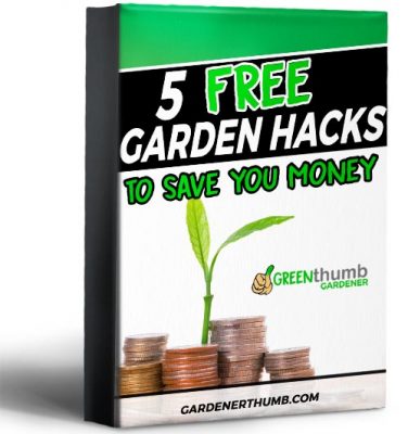 Spinach Plant Spacing | 4 Fundamental Tips for Beginners | Green Thumb ...