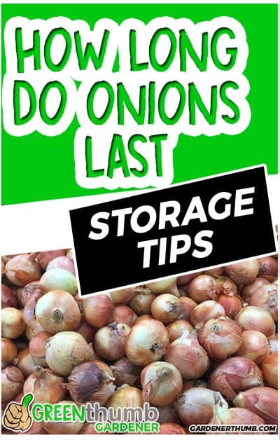 How Long Do Onions Last | Best Onion Storage Tips | Green Thumb Gardener