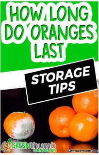 How Long Do Oranges Last | Top Storage Tips | Green Thumb Gardener
