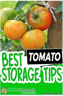 How Long Do Tomatoes Last | Best Storage Tips | Green Thumb Gardener