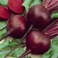 Best Types of Beets To Plant In Your Garden | Green Thumb Gardener