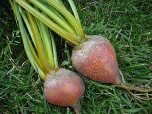 Best Types of Beets To Plant In Your Garden | Green Thumb Gardener