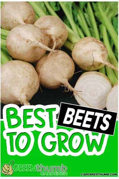 Best Types of Beets To Plant In Your Garden | Green Thumb Gardener