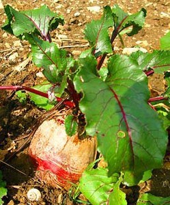 Best Types of Beets To Plant In Your Garden | Green Thumb Gardener