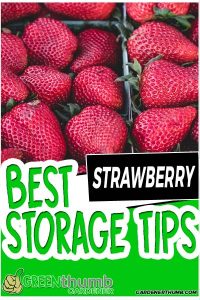 How Long Do Strawberries Last | Expert Storage Tips | Green Thumb Gardener