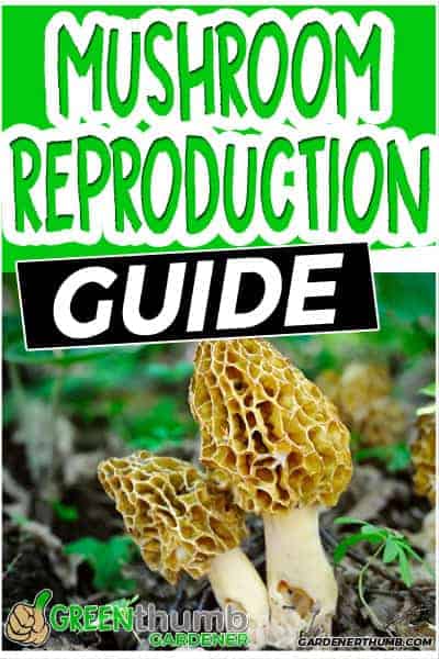 How Do Mushrooms Reproduce | Grow Them Today | Green Thumb Gardener