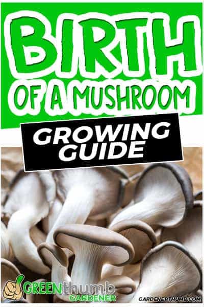 How Do Mushrooms Reproduce | Grow Them Today | Green Thumb Gardener