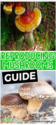 How Do Mushrooms Reproduce | Grow Them Today | Green Thumb Gardener