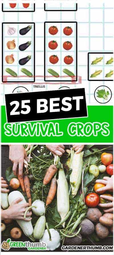 Survival Garden Layout | A Must Read Epic Guide | Green Thumb Gardener