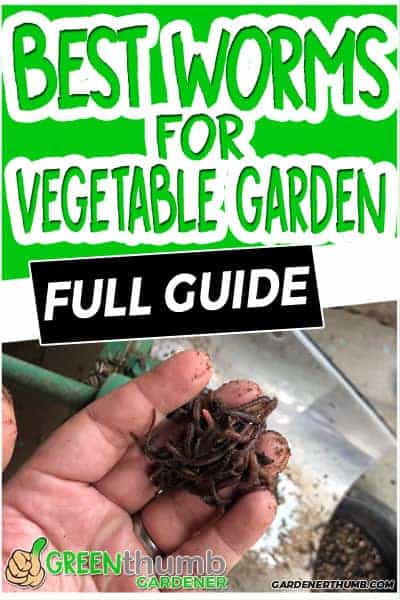 Best Worms For Vegetable Garden Guide