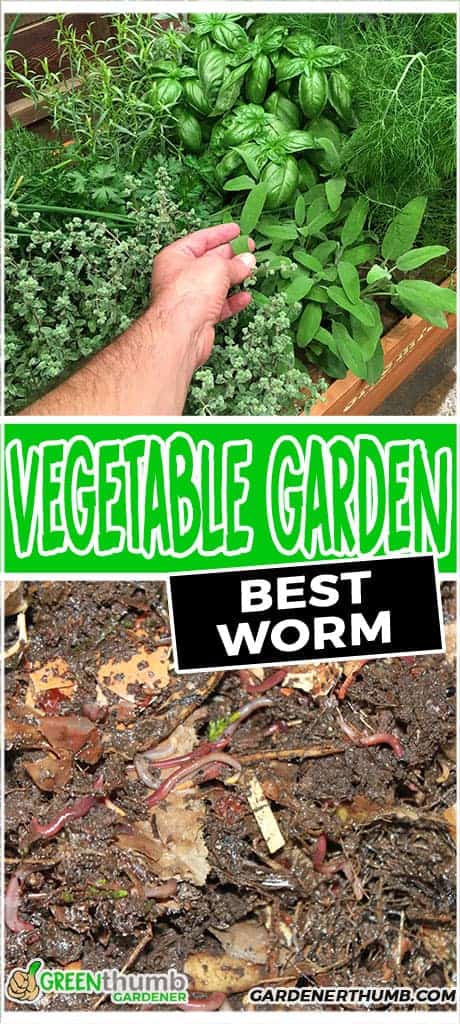Best Worms For Vegetable Garden Guide