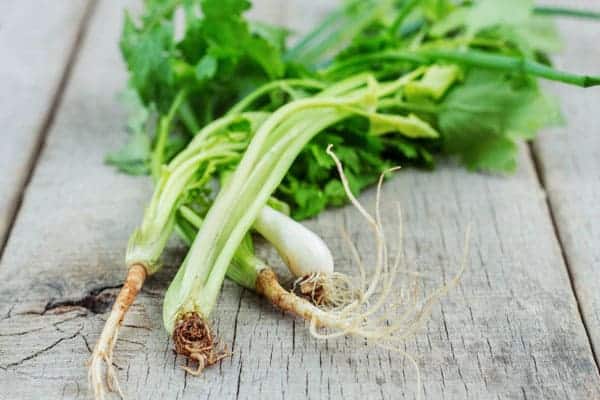 Growing Celery | Travel back in Time with a Sprig | Green Thumb Gardener