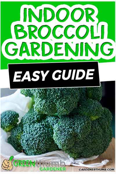 Growing Broccoli Indoors [Level Up Garden Guide] | Green Thumb Gardener