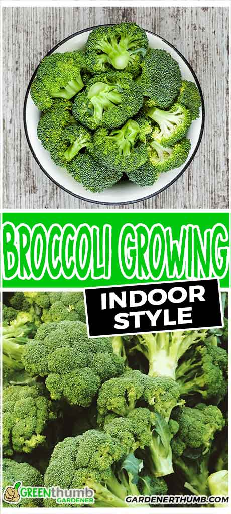 Growing Broccoli Indoors [Level Up Garden Guide] | Green Thumb Gardener