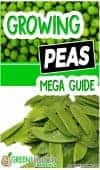 Growing Peas Garden Insider Secret Guide | Green Thumb Gardener