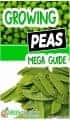 Growing Peas Garden Insider Secret Guide | Green Thumb Gardener