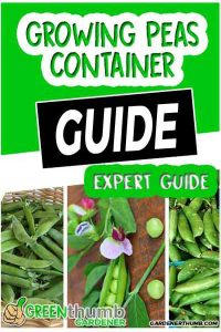 Growing Peas in Containers | Step by Step Guide to Get it Right | Green ...