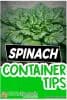 Be like Popeye: Growing Spinach in Containers | Green Thumb Gardener
