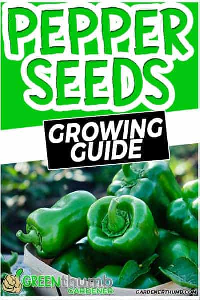 How Long For Pepper Seeds To Germinate? [Beginner Tips] | Green Thumb ...