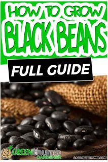 Growing Black Beans Expert Tips [Beginner Guide] | Green Thumb Gardener
