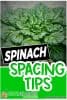 Spinach Plant Spacing | 4 Fundamental Tips for Beginners | Green Thumb ...