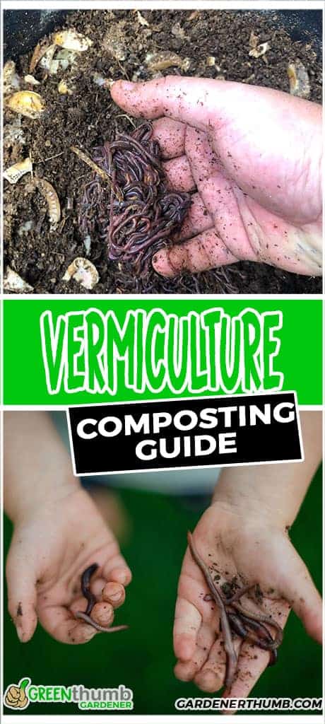 Vermiculture | Composting with Worms Guide | Green Thumb Gardener