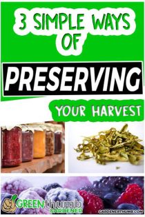 Extend your Harvest | 3 Amazing Ways of Preserving Food | Green Thumb ...